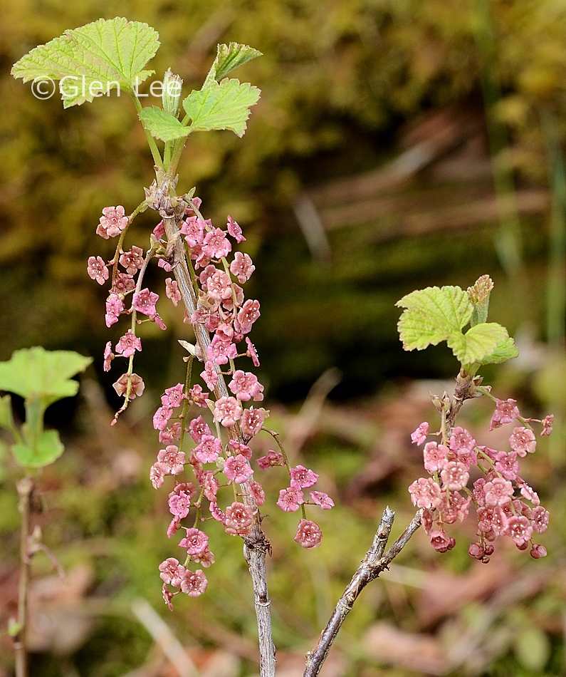 Ribes triste photos Saskatchewan Wildflowers